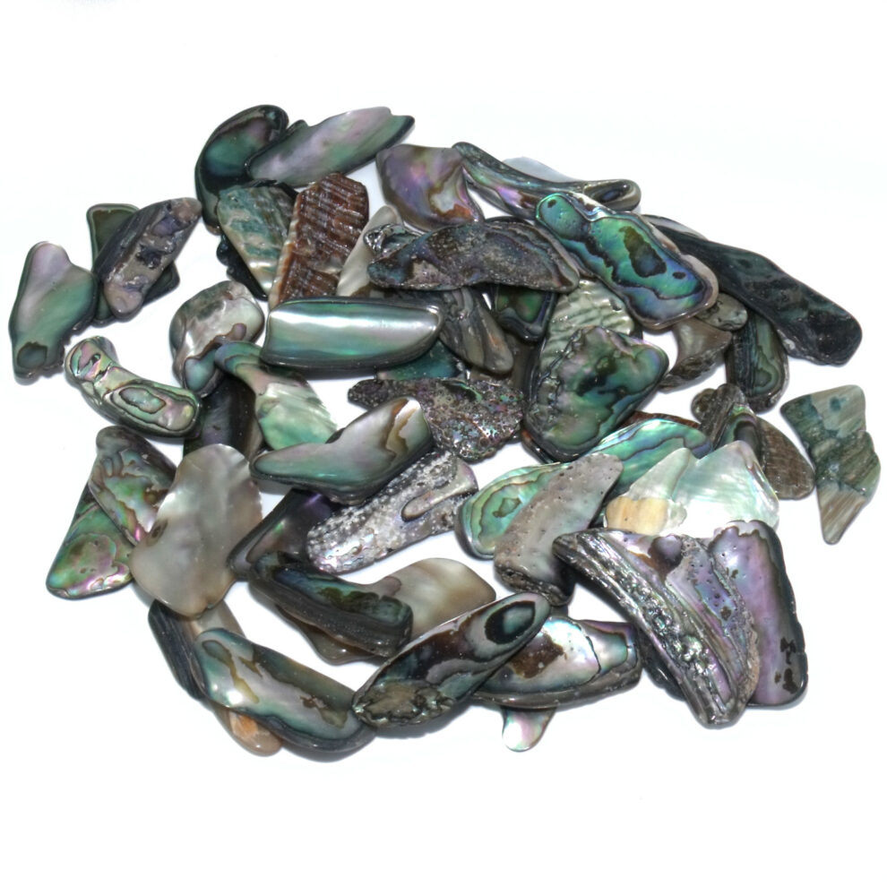 L’Abalone, ses propriétés et vertus en Lithothérapie